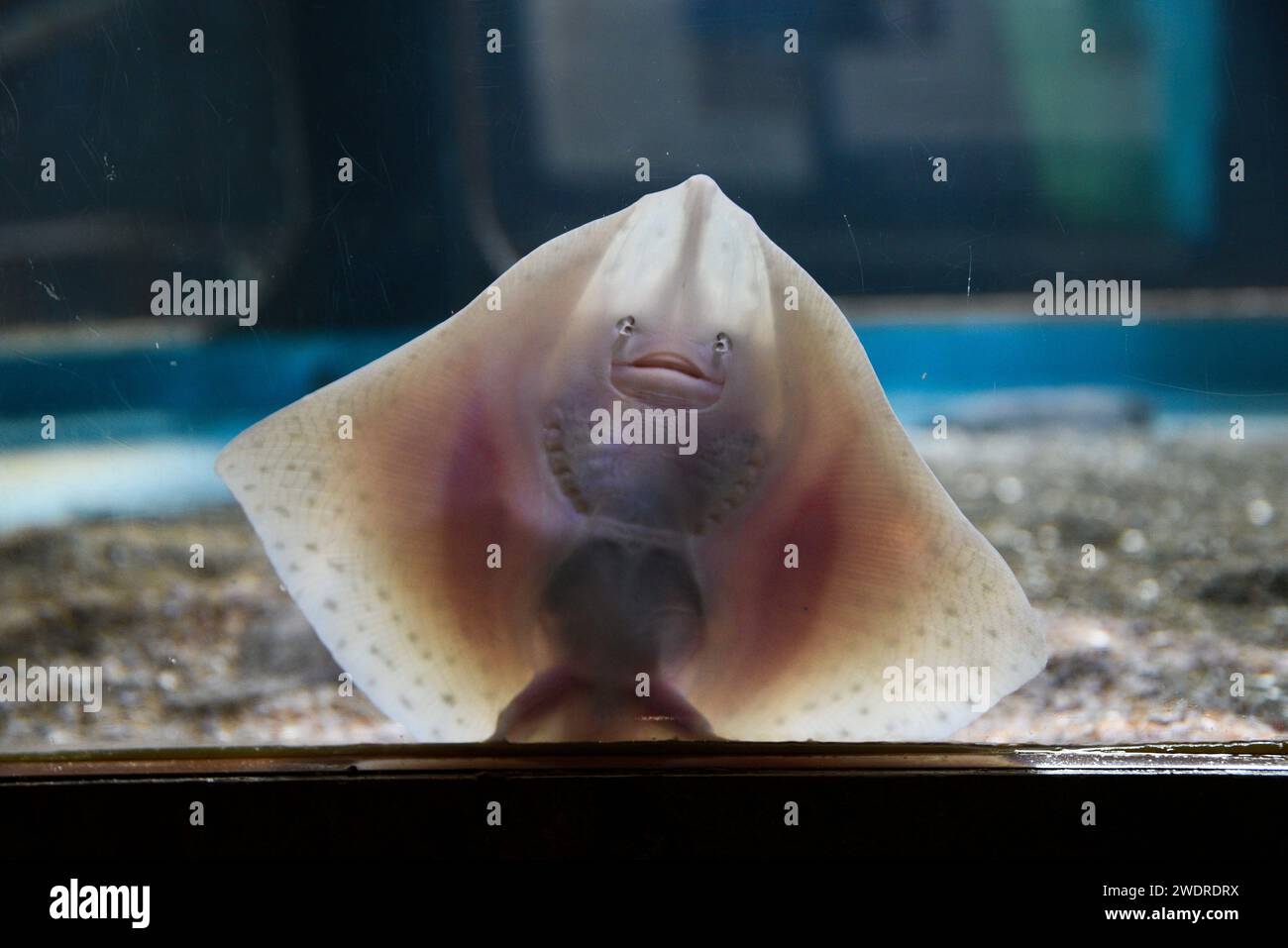 Stingray beautiful fish swimming in the aquarium Stock Photo - Alamy