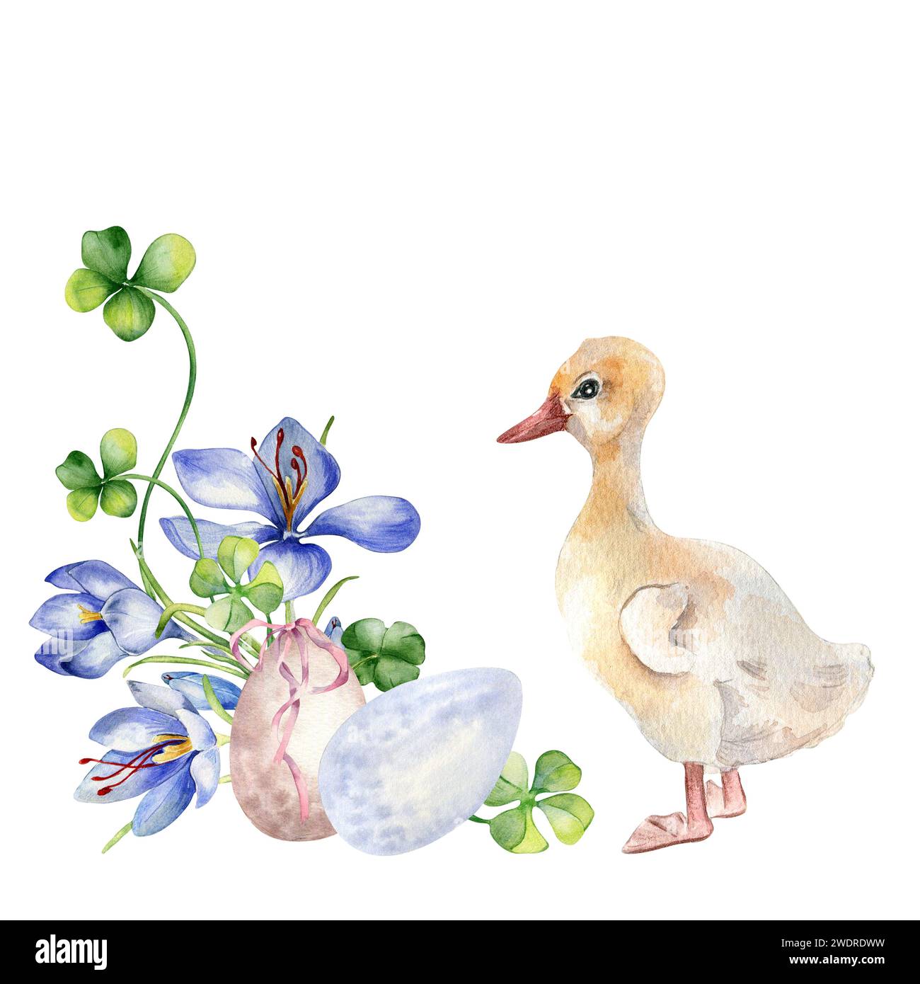 Easter eggs, gosling and clover. Easter illustration with crocus ...