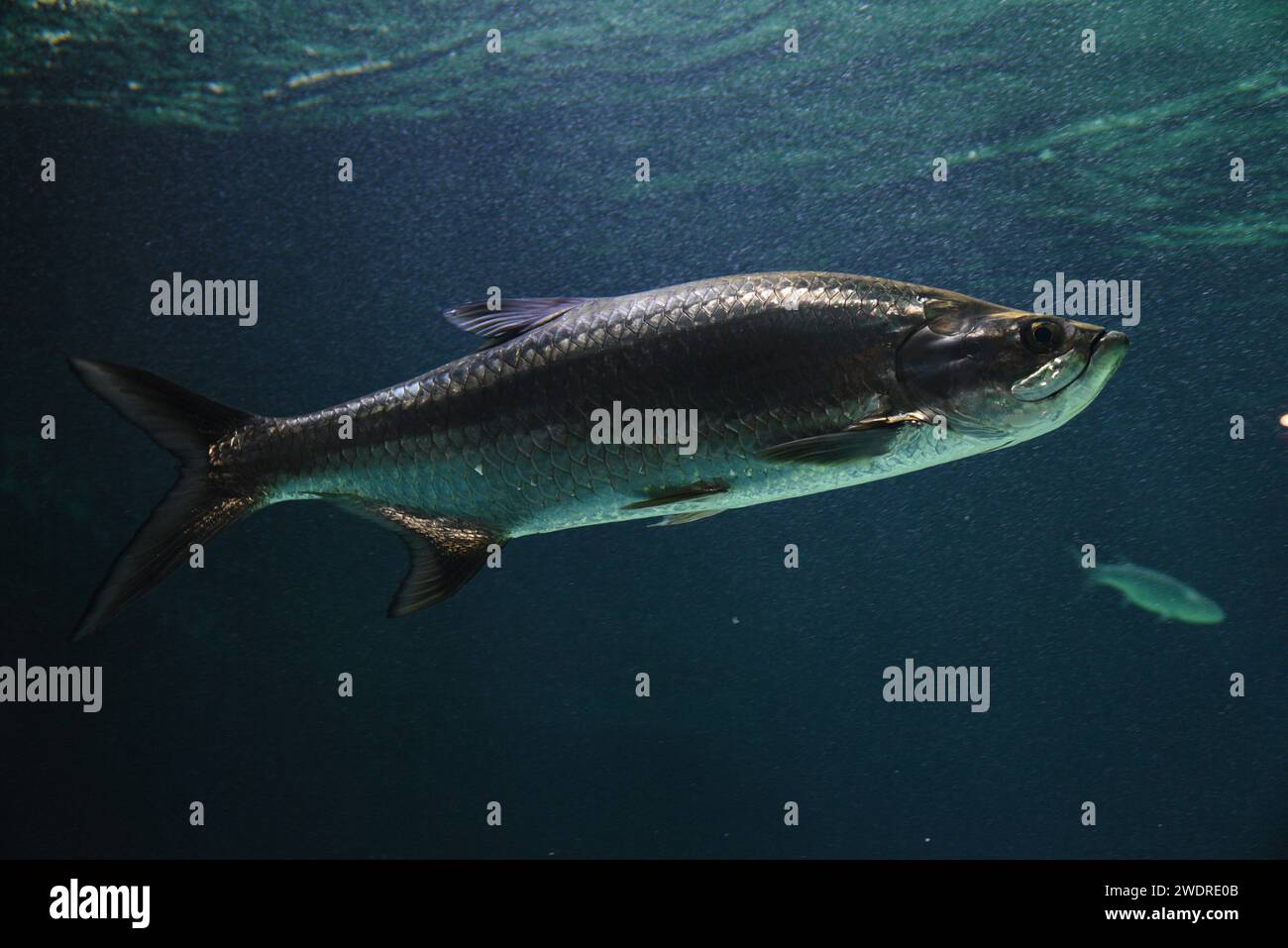 Beautiful Megalops atlanticus swimming in the aquarium Stock Photo - Alamy