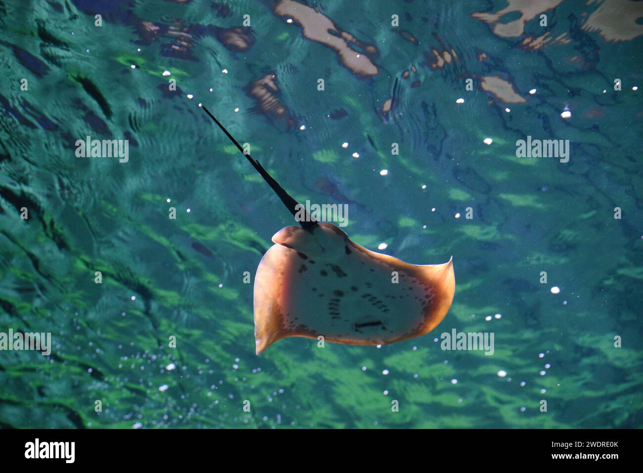 Stingray beautiful fish swimming in the aquarium Stock Photo - Alamy