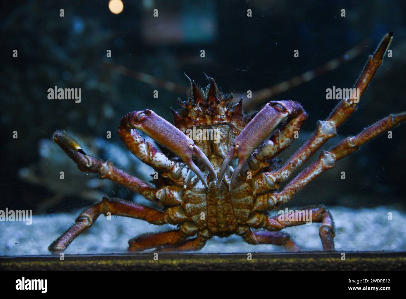 Beautiful crab swimming in the aquarium Stock Photo - Alamy