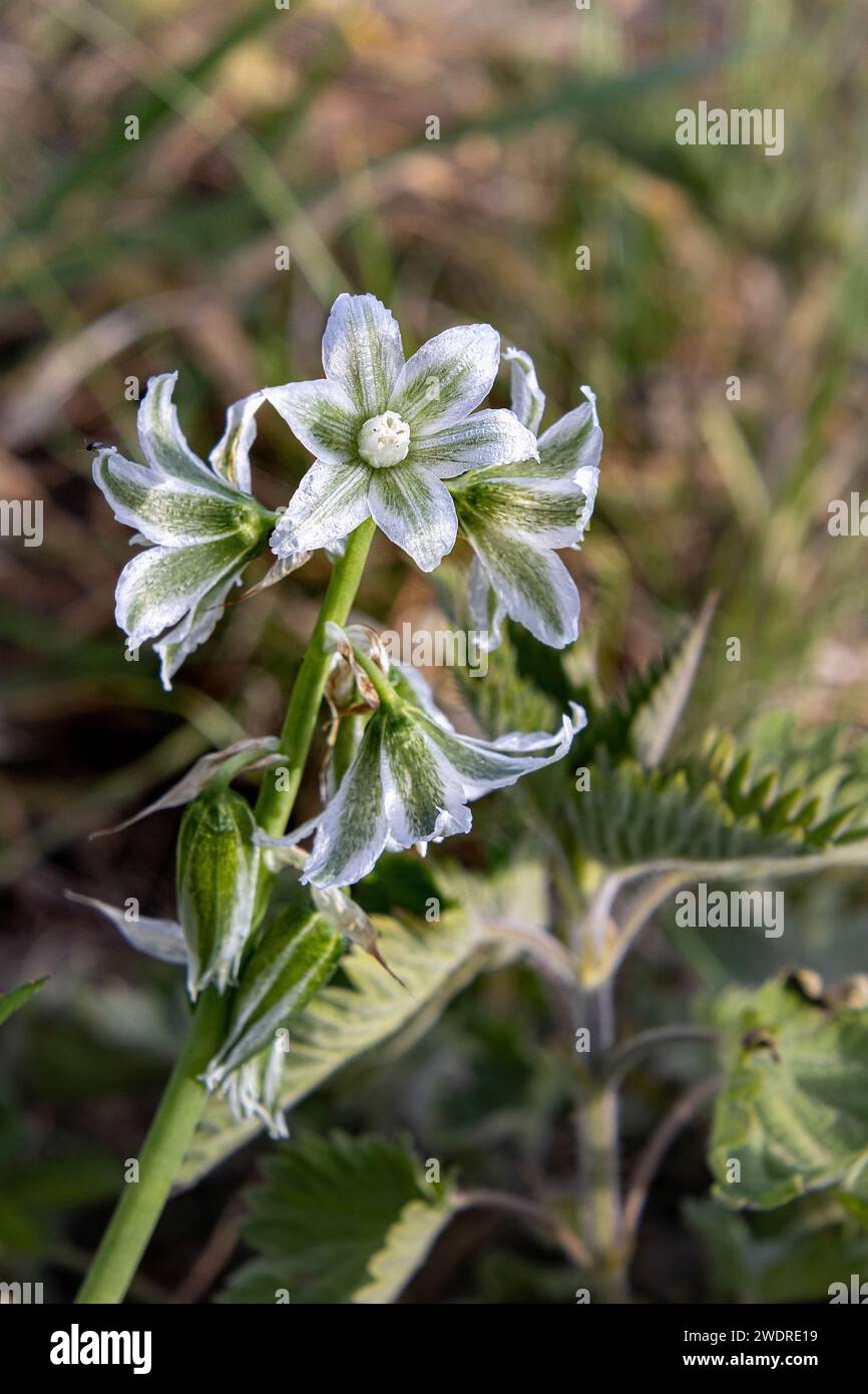 Drooping star of bethlehem ornithogalum hi-res stock photography and ...