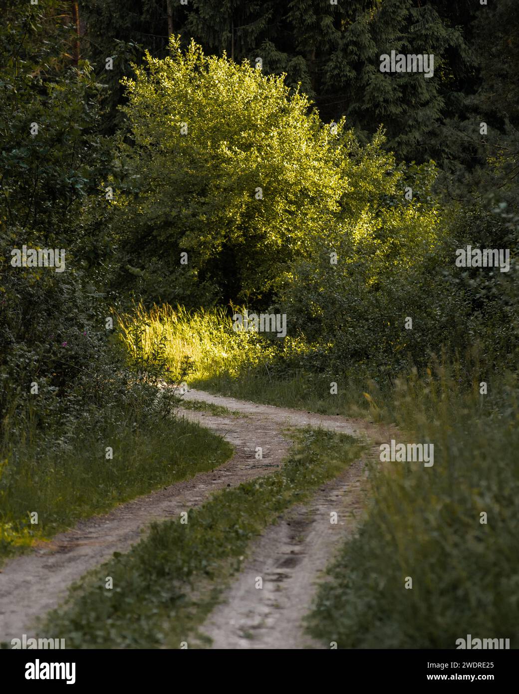 A scenic forest with meandering dirt path surrounded by lush bushes and ...