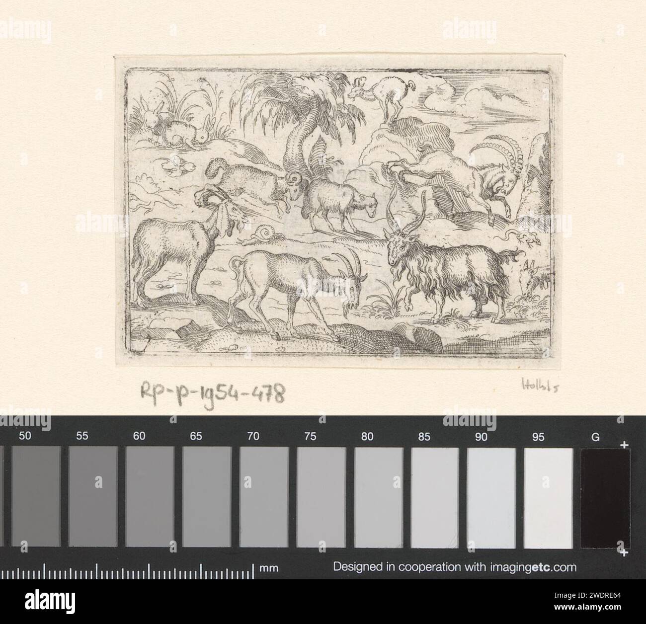 Amman sheep hi-res stock photography and images - Alamy