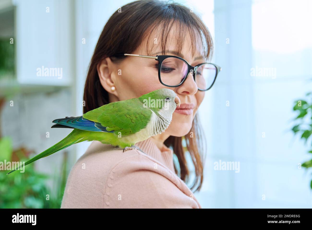 Close-up of green parrot on the shoulder of a female owner Stock Photo ...