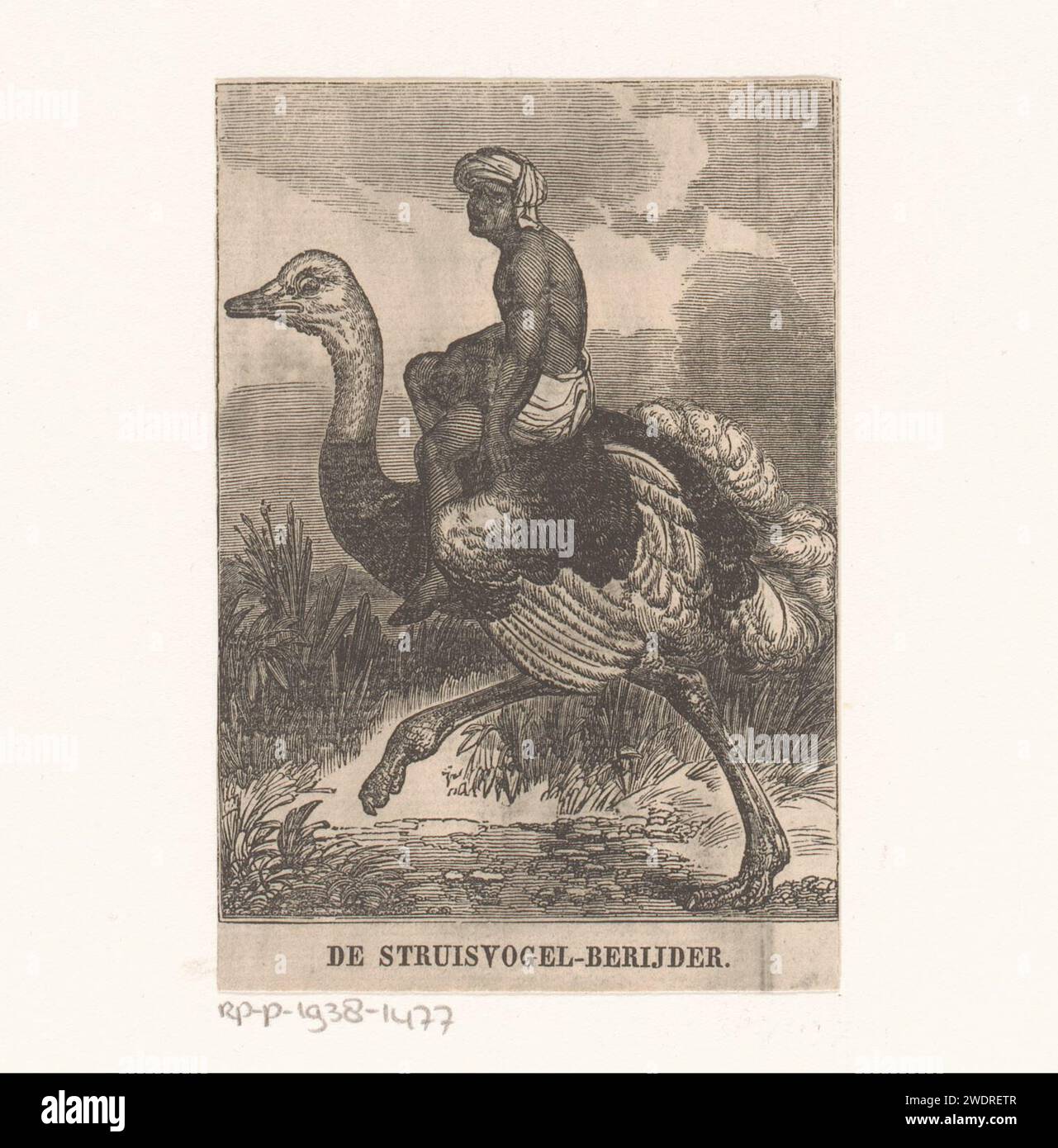 Ostrich races hi-res stock photography and images - Alamy