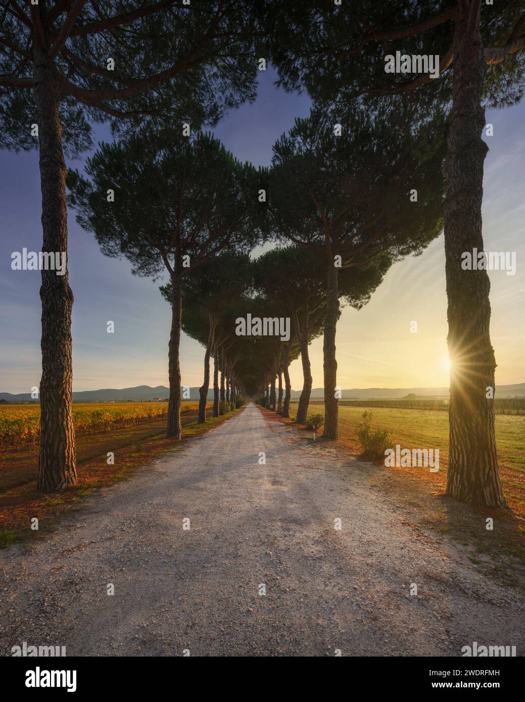 Bolgheri pine tree lined road and vineyards at sunrise. Castagneto ...
