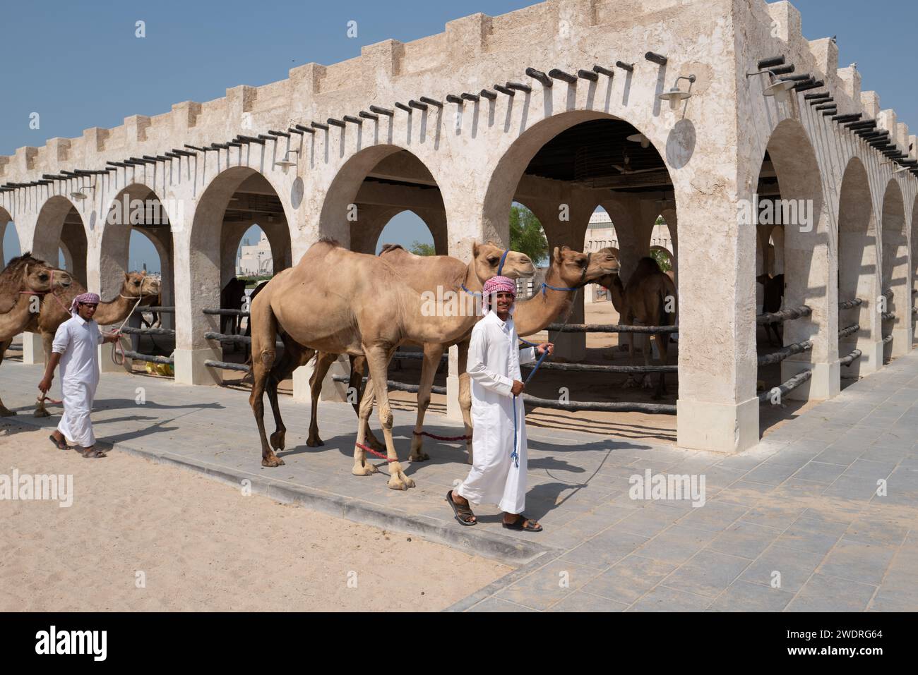 Camel walking, Old Doha, Qatar Stock Photo - Alamy