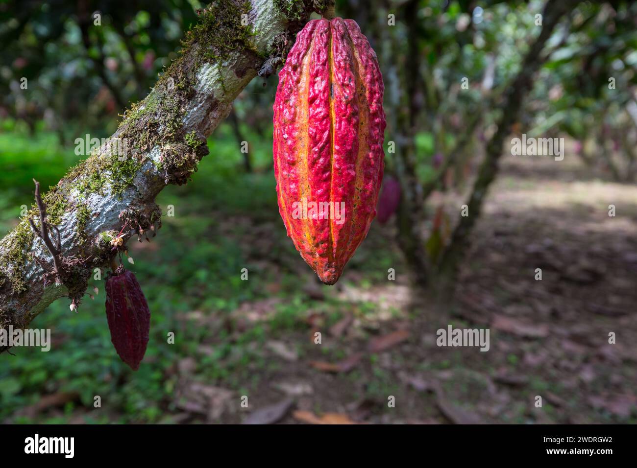 cacao growing on a tree of cacao in Ecuador, South America Stock Photo ...