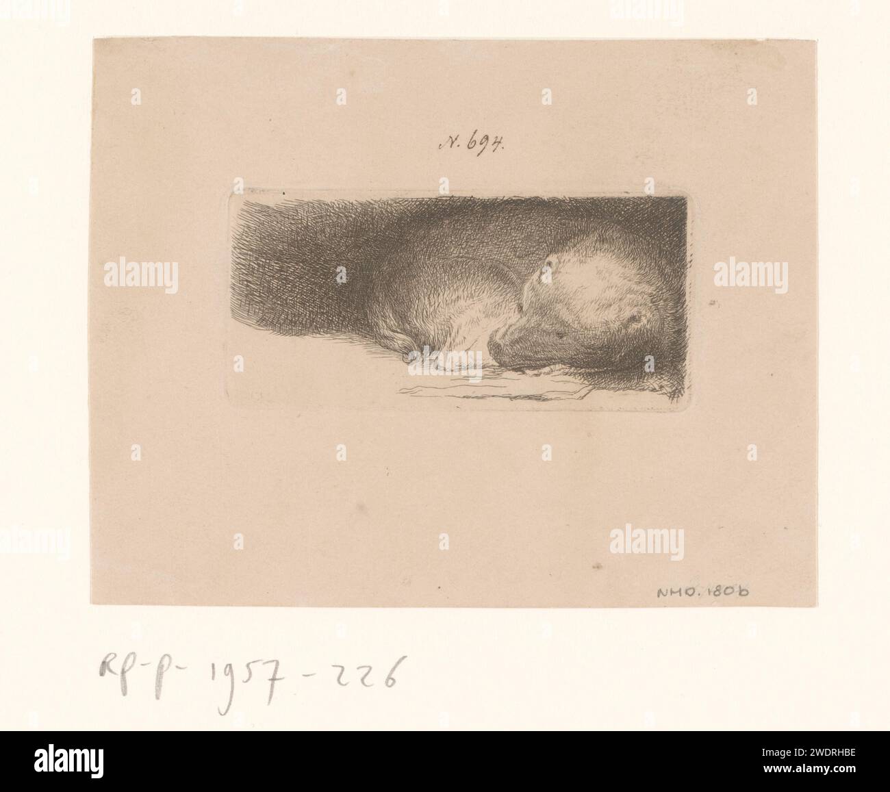SLEAPING PUPPY, Anonymous, After Rembrandt van Rijn, 1640 print paper ...
