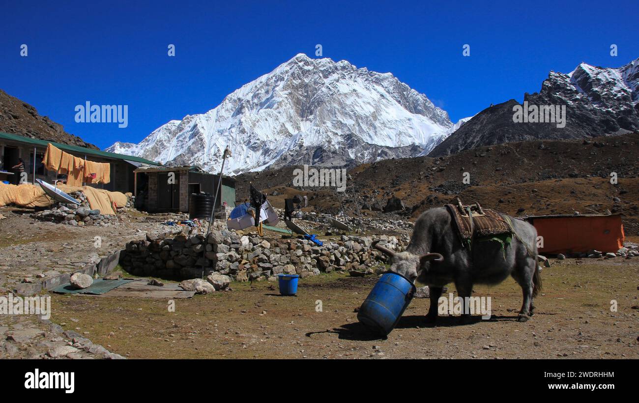 Dzo, cross breed between a cow and yak, used to transport goods in the ...