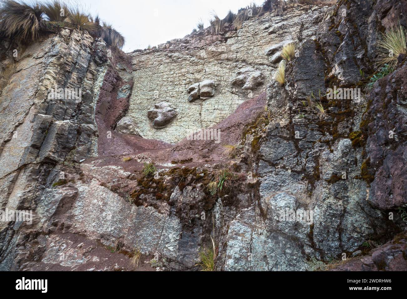 Dinosaur footprint in Cordillera mountains, Peru Stock Photo - Alamy