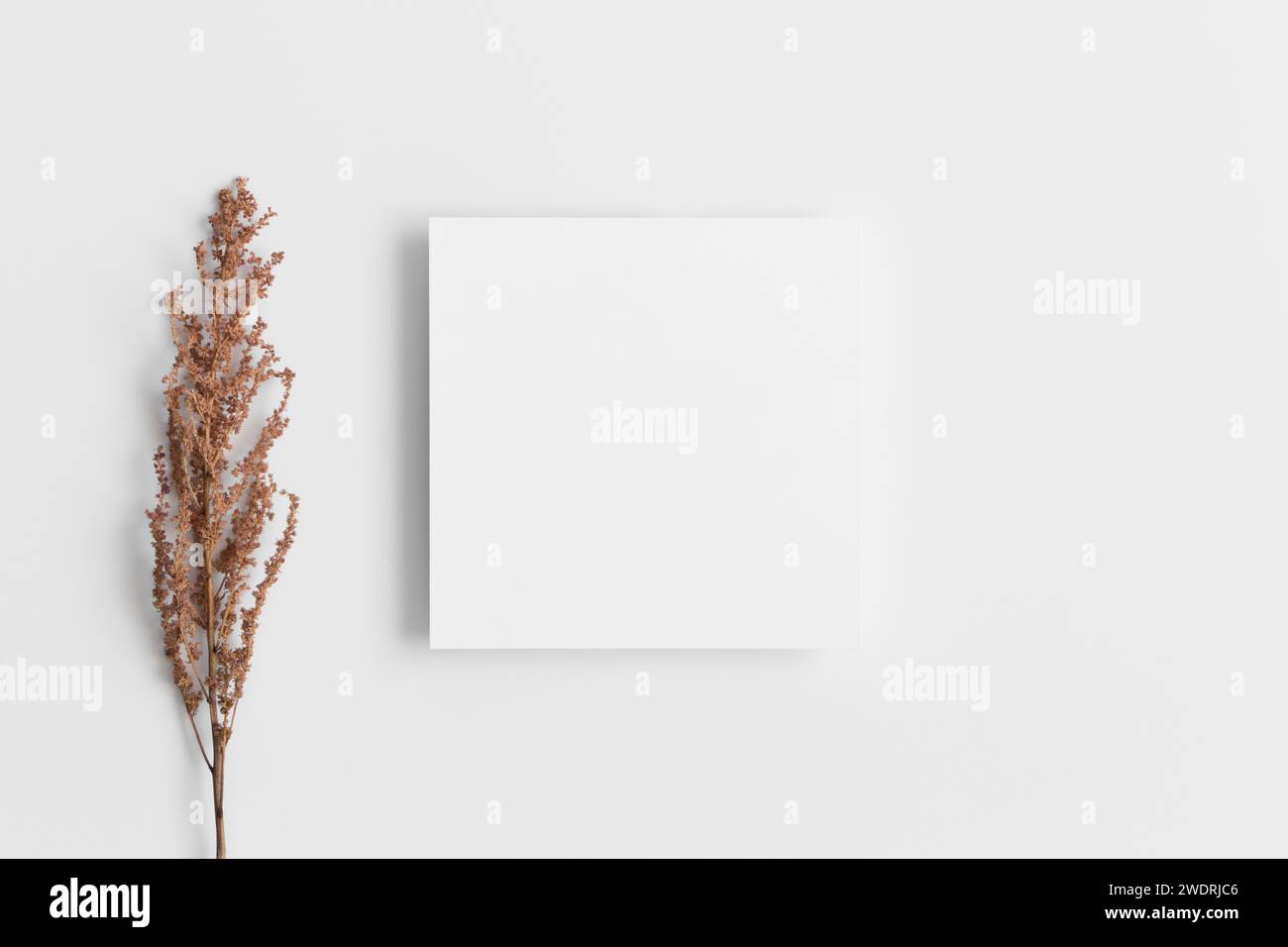 Invitation square card mockup with a dry flower Stock Photo - Alamy