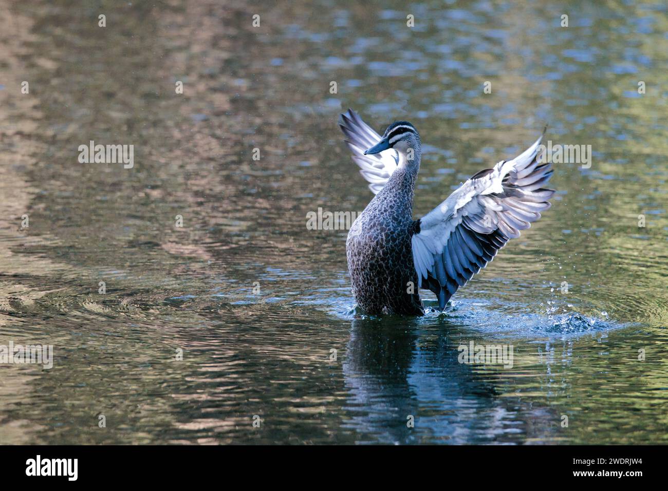 Pacific Black Duck flapping wings after preening Stock Photo - Alamy