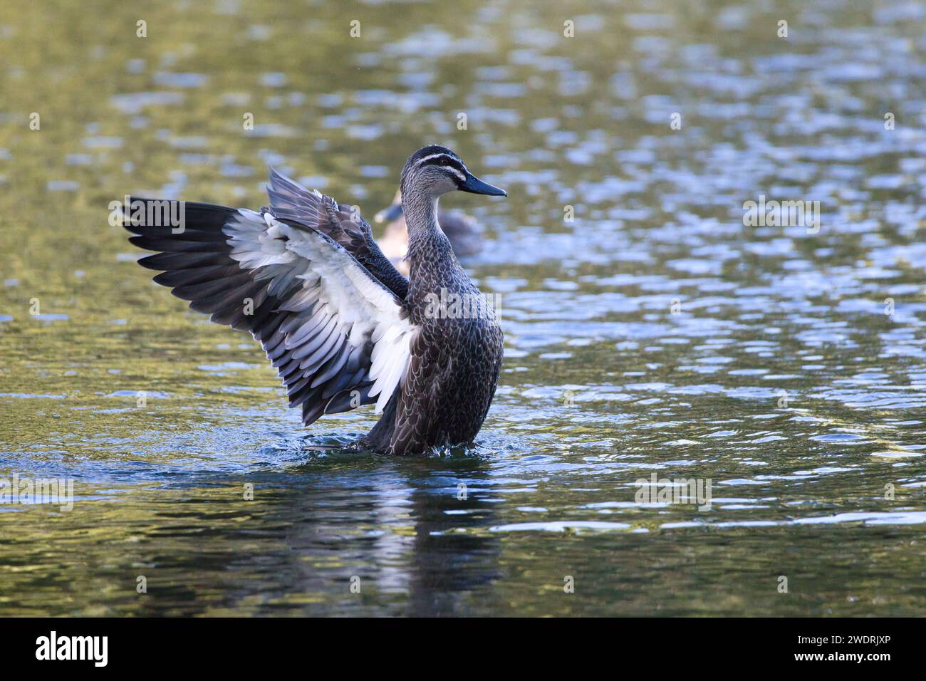 Pacific Black Duck flapping wings after preening Stock Photo - Alamy