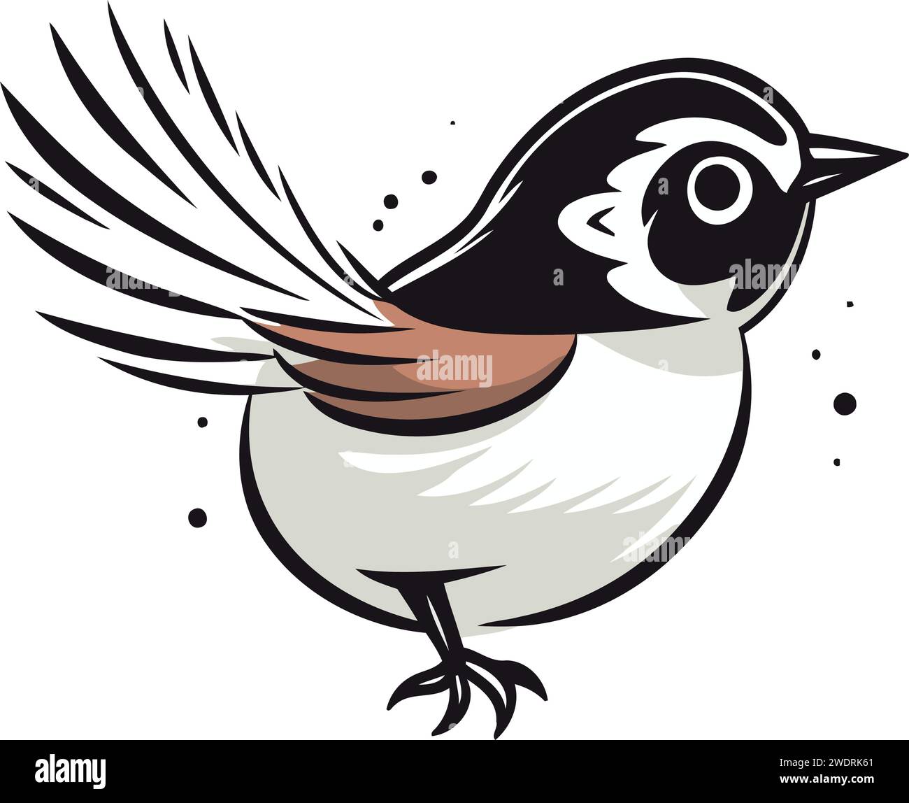 Sparrow wing spread Stock Vector Images - Alamy