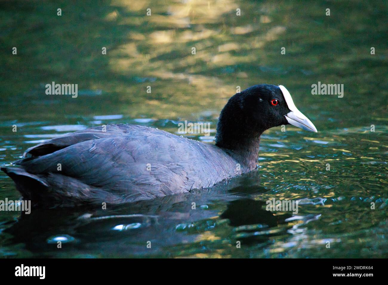 Native western australia hi-res stock photography and images - Alamy