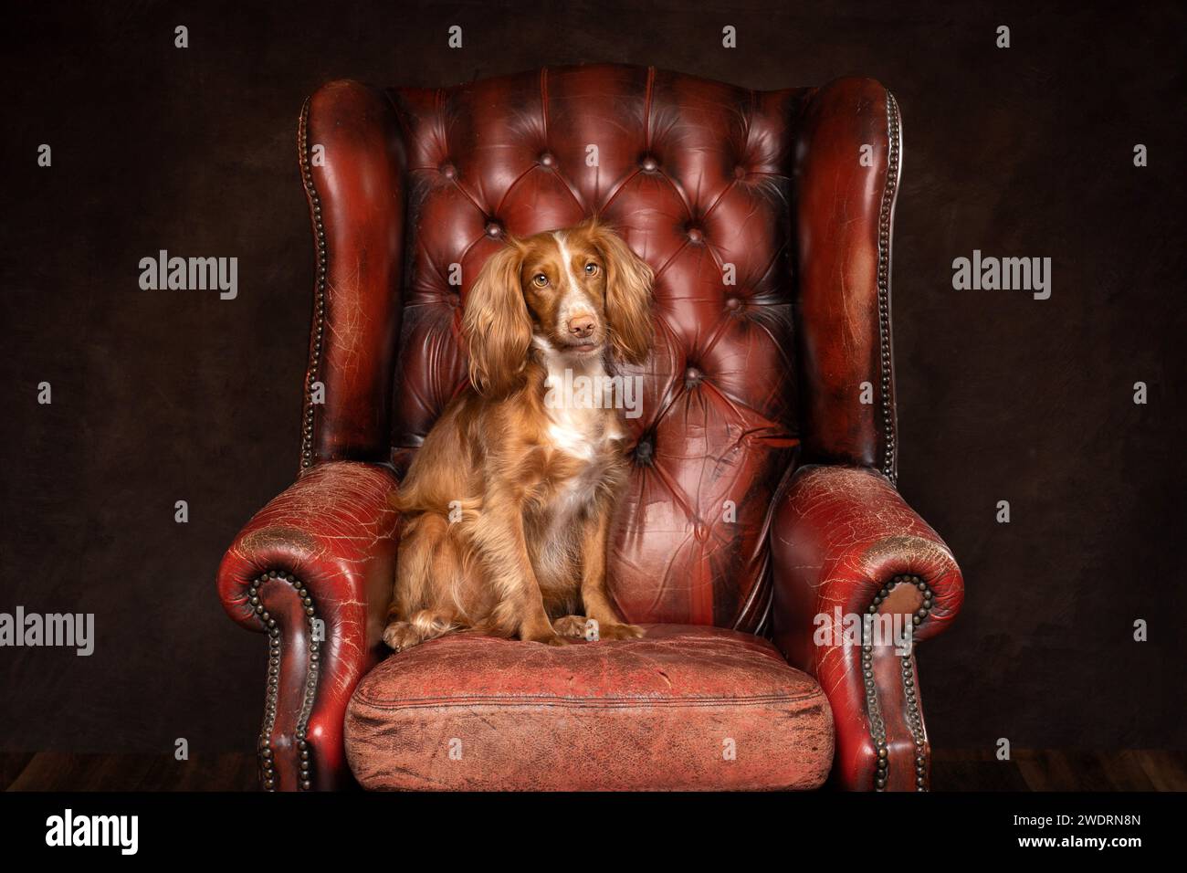 Fox red cocker spaniel hi-res stock photography and images - Alamy