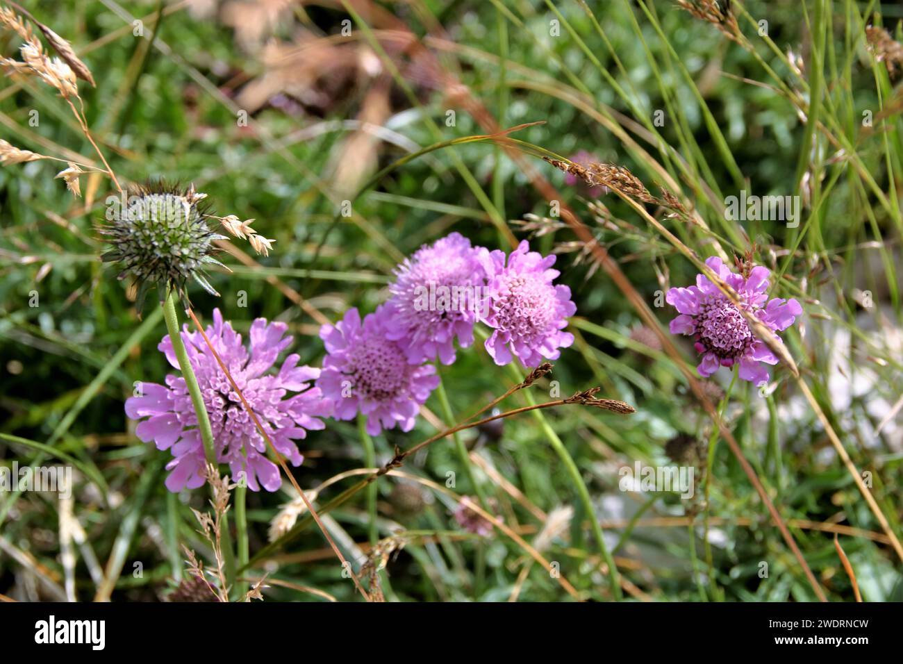 Dolomite's yellow flowers in Alta Badia Stock Photo - Alamy