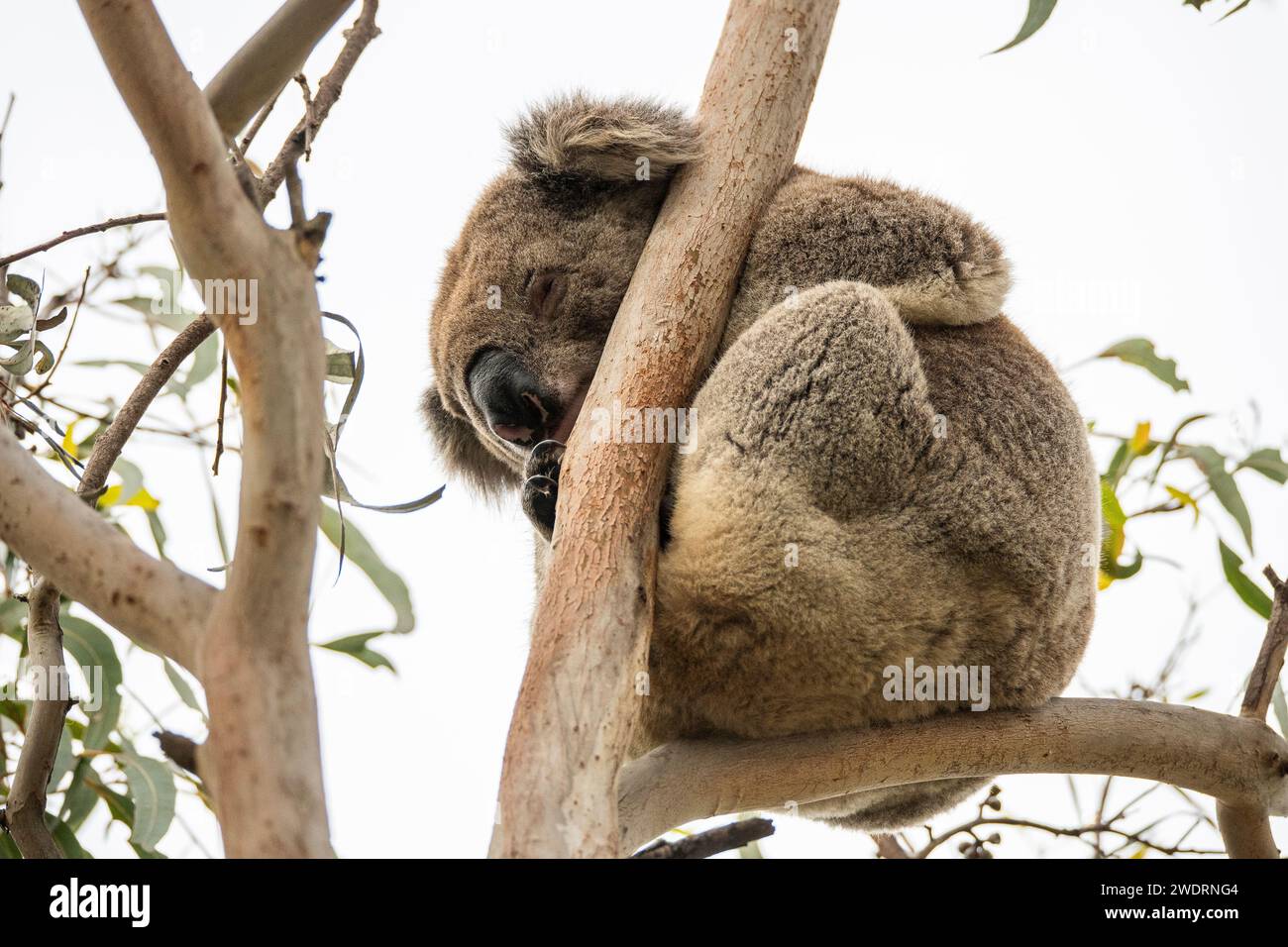 The koala (Phascolarctos cinereus), sometimes called the koala bear, is ...