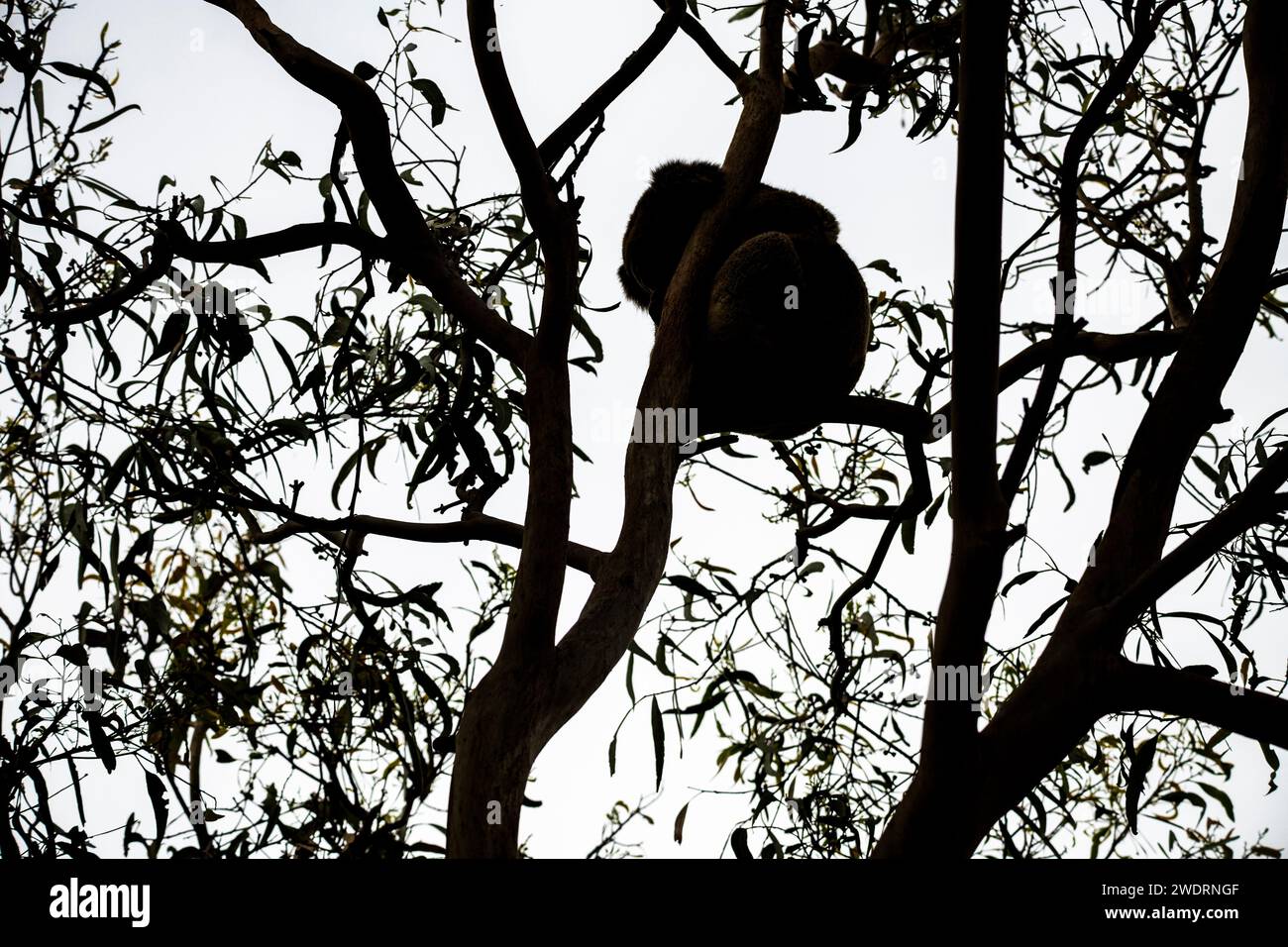 The koala (Phascolarctos cinereus), sometimes called the koala bear, is ...