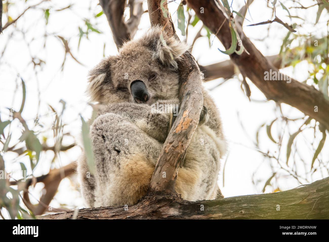 The koala (Phascolarctos cinereus), sometimes called the koala bear, is ...