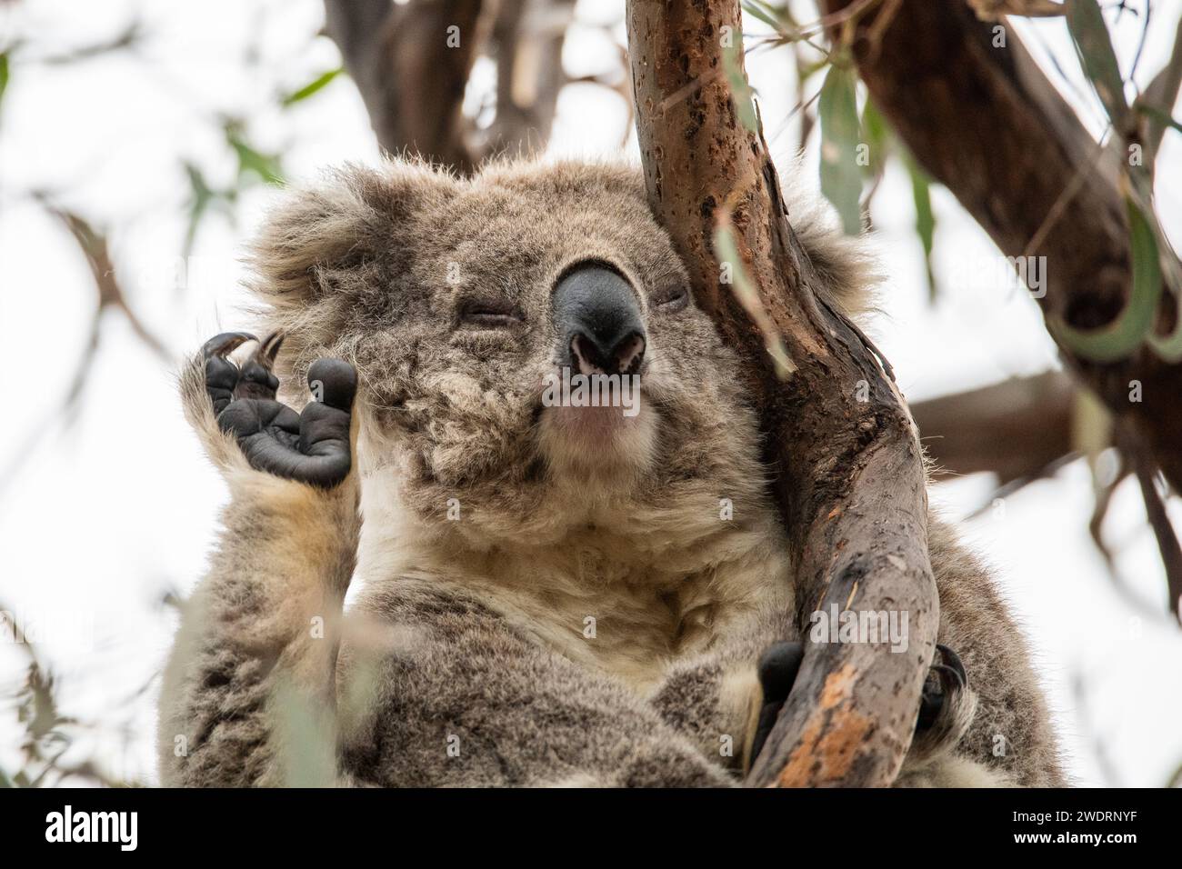 The koala (Phascolarctos cinereus), sometimes called the koala bear, is ...