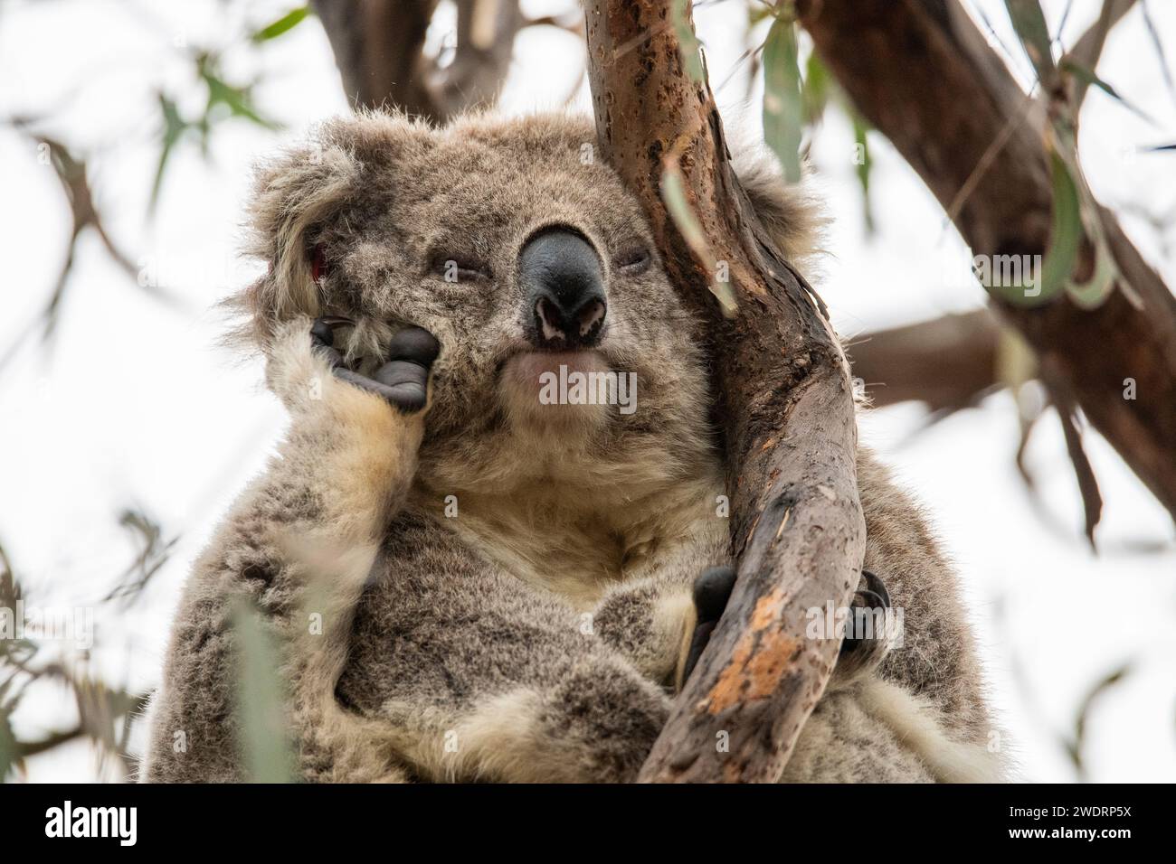 The koala (Phascolarctos cinereus), sometimes called the koala bear, is ...