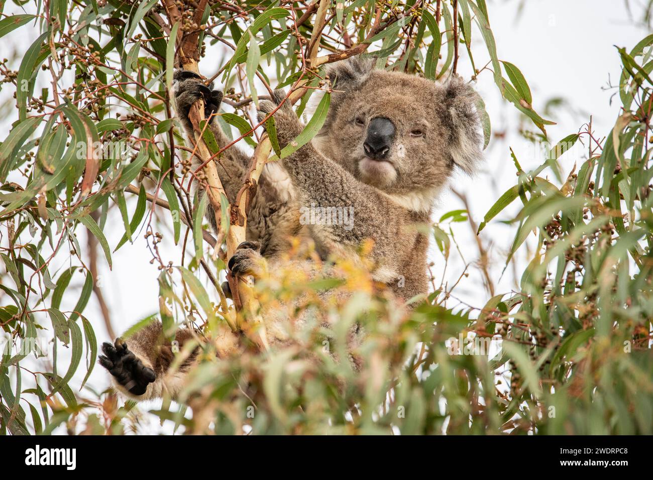 The koala (Phascolarctos cinereus), sometimes called the koala bear, is ...