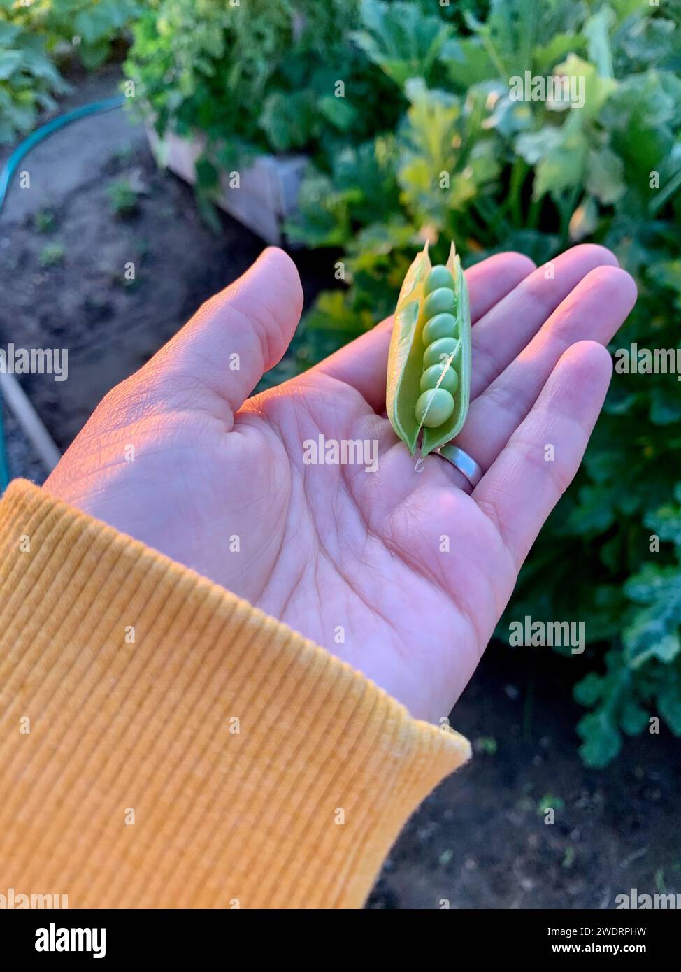 Pea secrets hi-res stock photography and images - Alamy