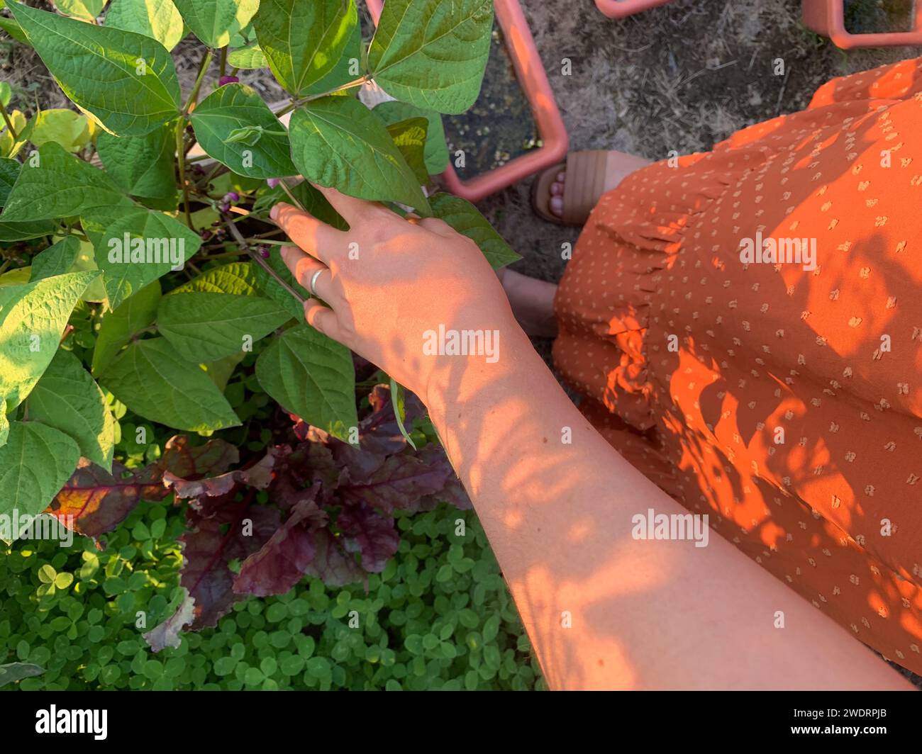 Female gardener in an orange dress inspects plants at sunset Stock ...