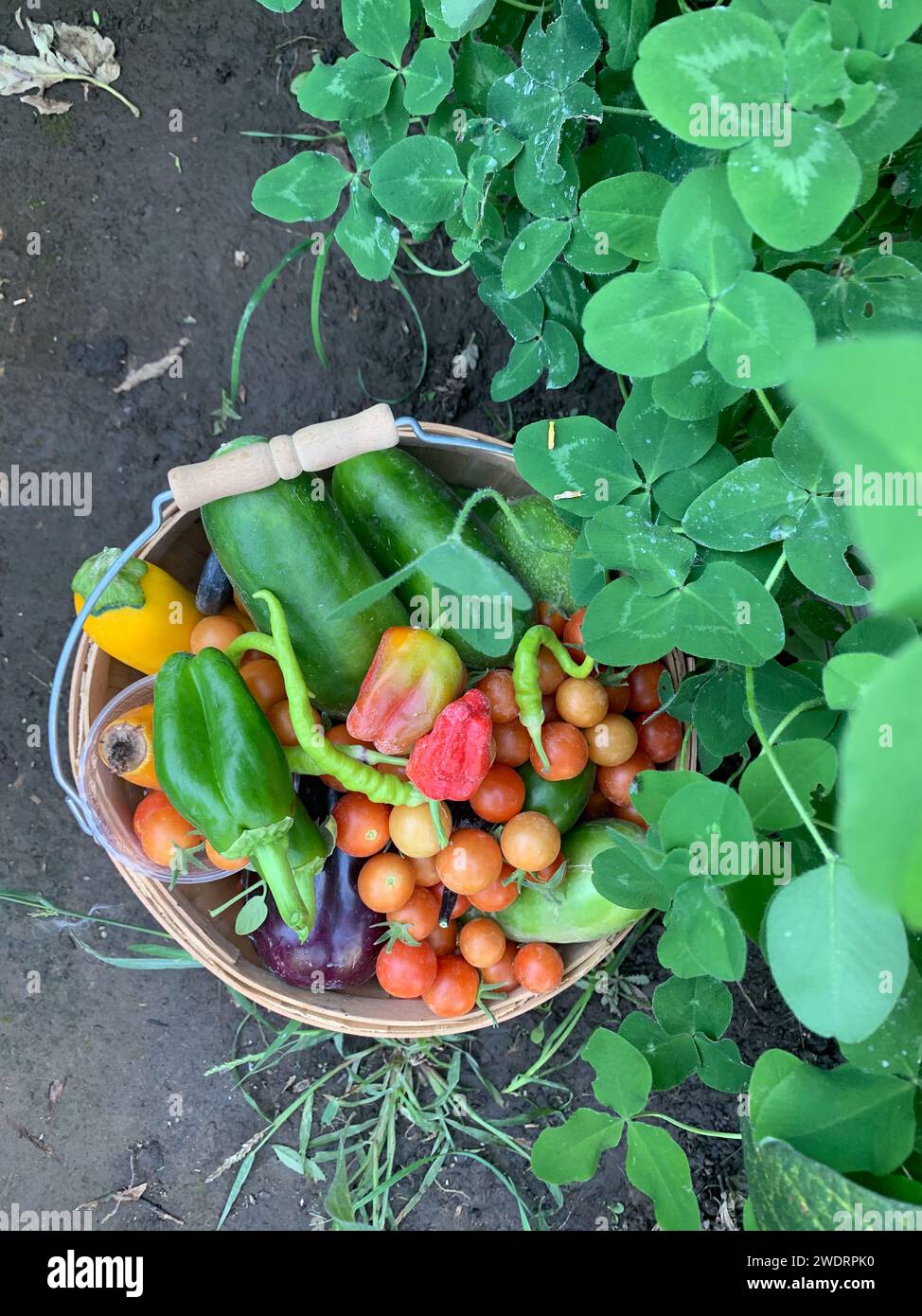 Nutrient dense veggies hi-res stock photography and images - Alamy