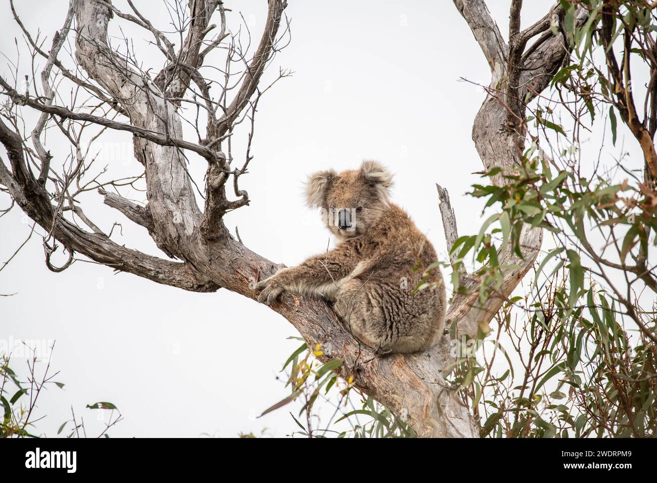 The koala (Phascolarctos cinereus), sometimes called the koala bear, is ...