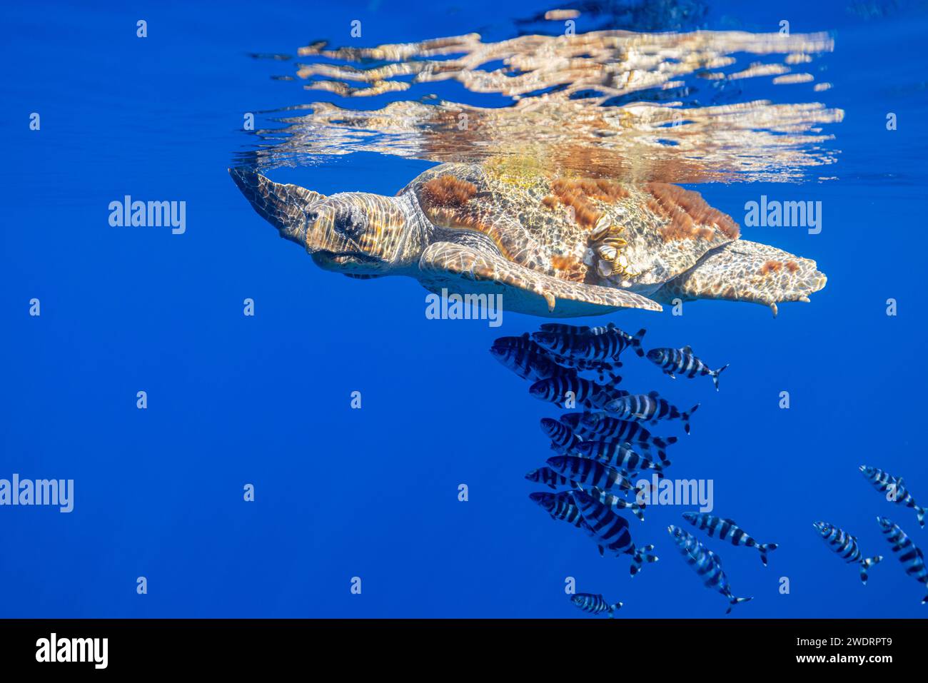 Warm water fish hi-res stock photography and images - Alamy
