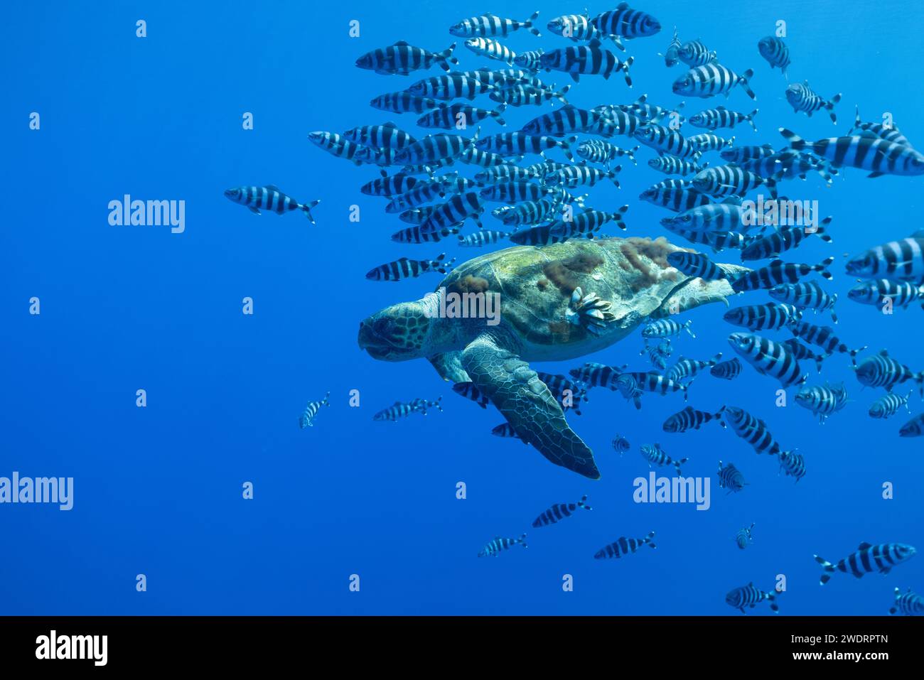 A sea turtle swims underwater with its pilot fish Stock Photo - Alamy