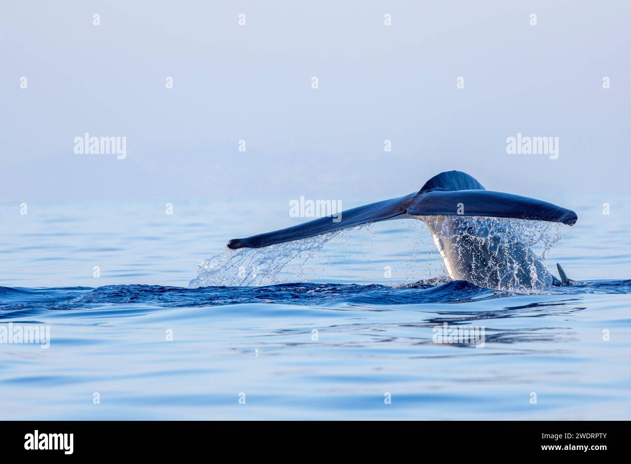 Fin whale pelagos sanctuary hi-res stock photography and images - Alamy