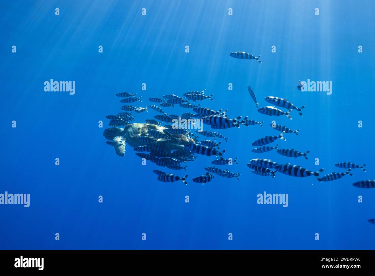 This caretta turtle hi-res stock photography and images - Alamy