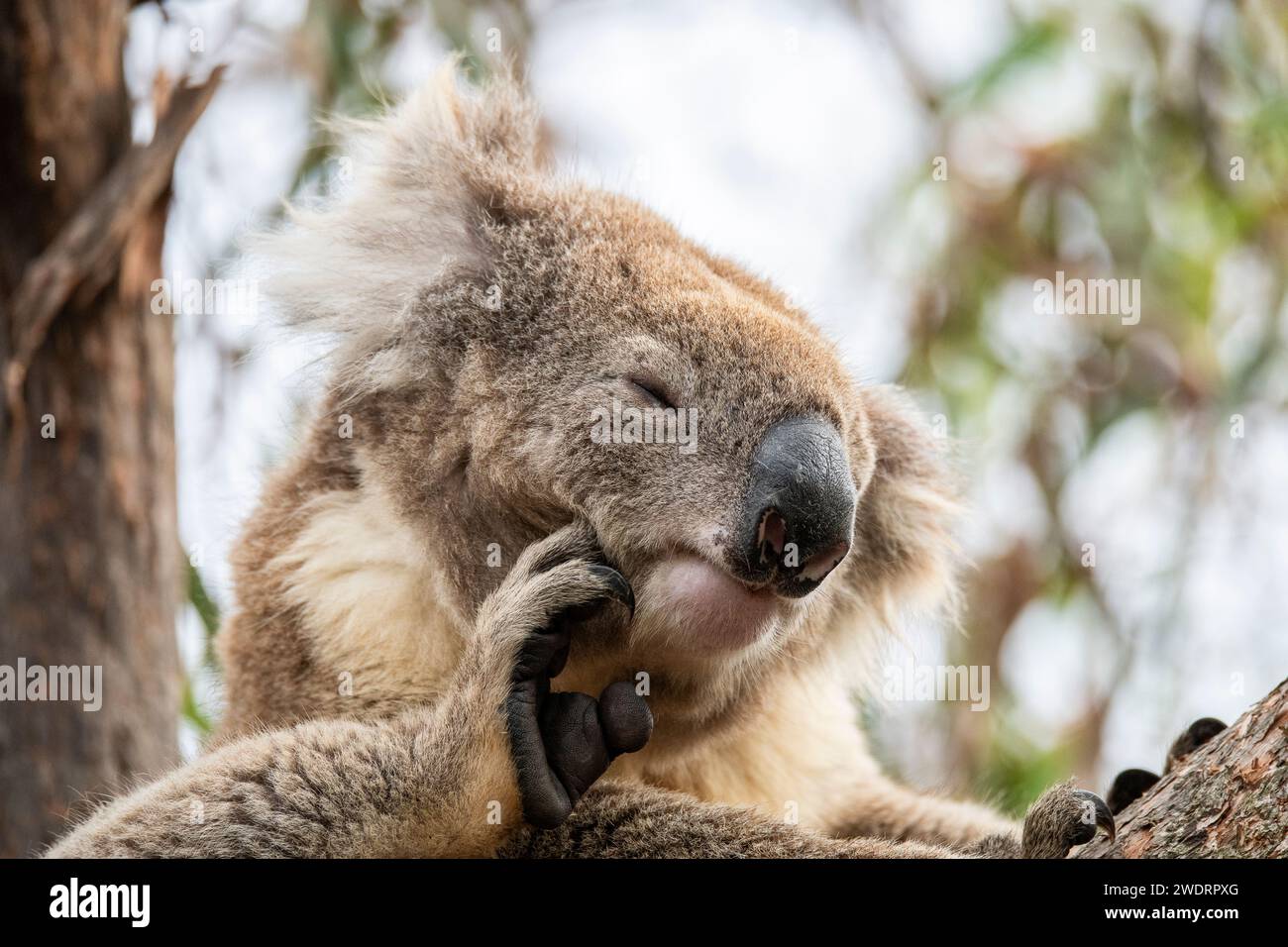 The koala (Phascolarctos cinereus), sometimes called the koala bear, is ...