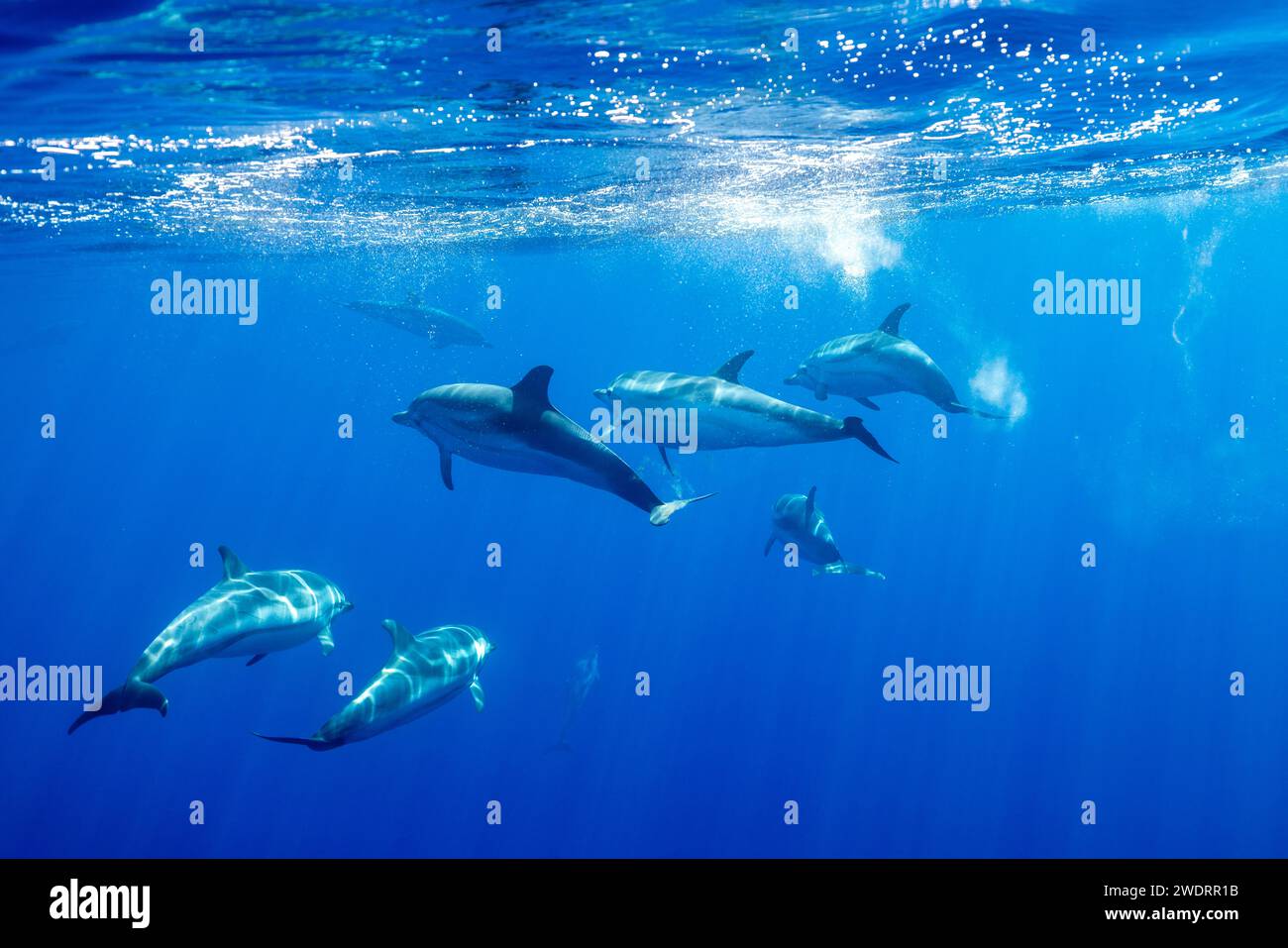 A pod of common dolphins swims underwater Stock Photo - Alamy