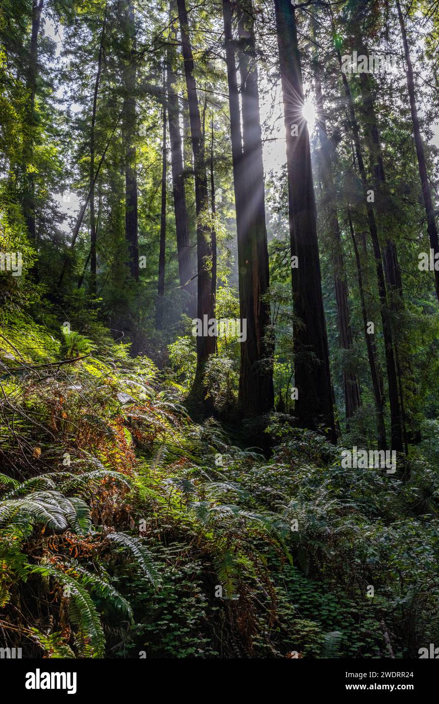 Sunbeams pierce through a redwood forest Stock Photo - Alamy Sunbeams pierce through a redwood forest Stock Photo - Alamy