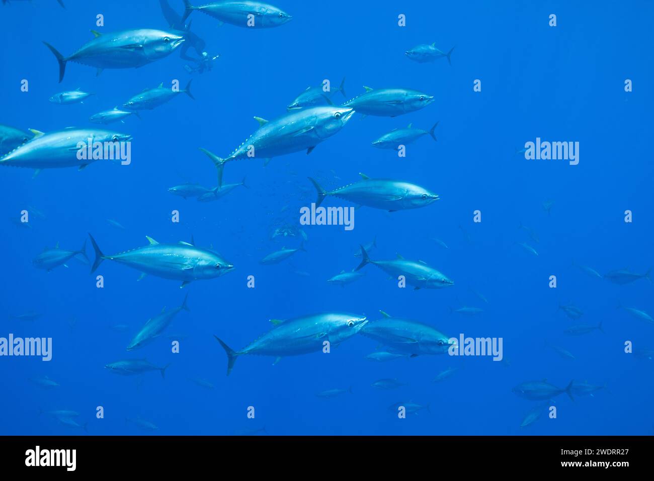 Bluefin tuna hi-res stock photography and images - Alamy