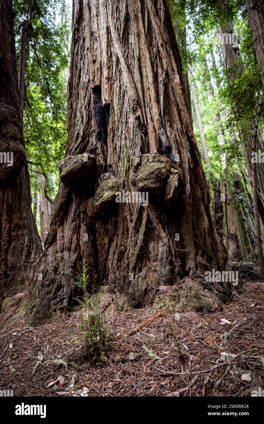 Muir woods national monument and people hi-res stock photography and ...