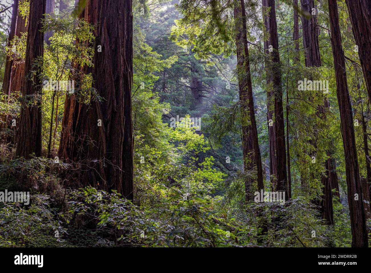 Sunbeams pierce through a redwood forest Stock Photo - Alamy Sunbeams pierce through a redwood forest Stock Photo - Alamy