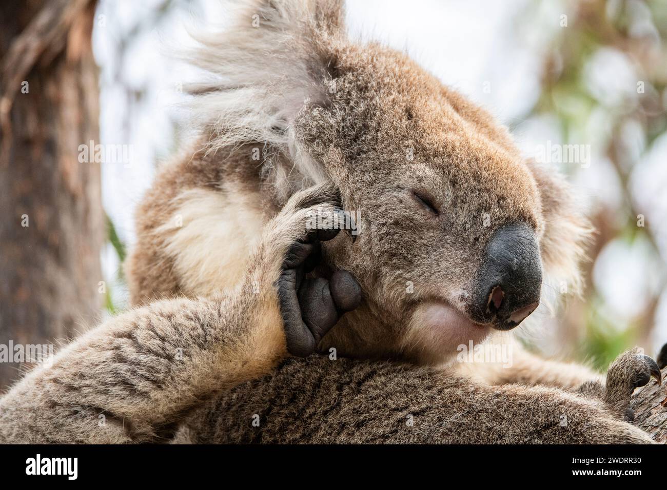 The koala (Phascolarctos cinereus), sometimes called the koala bear, is ...