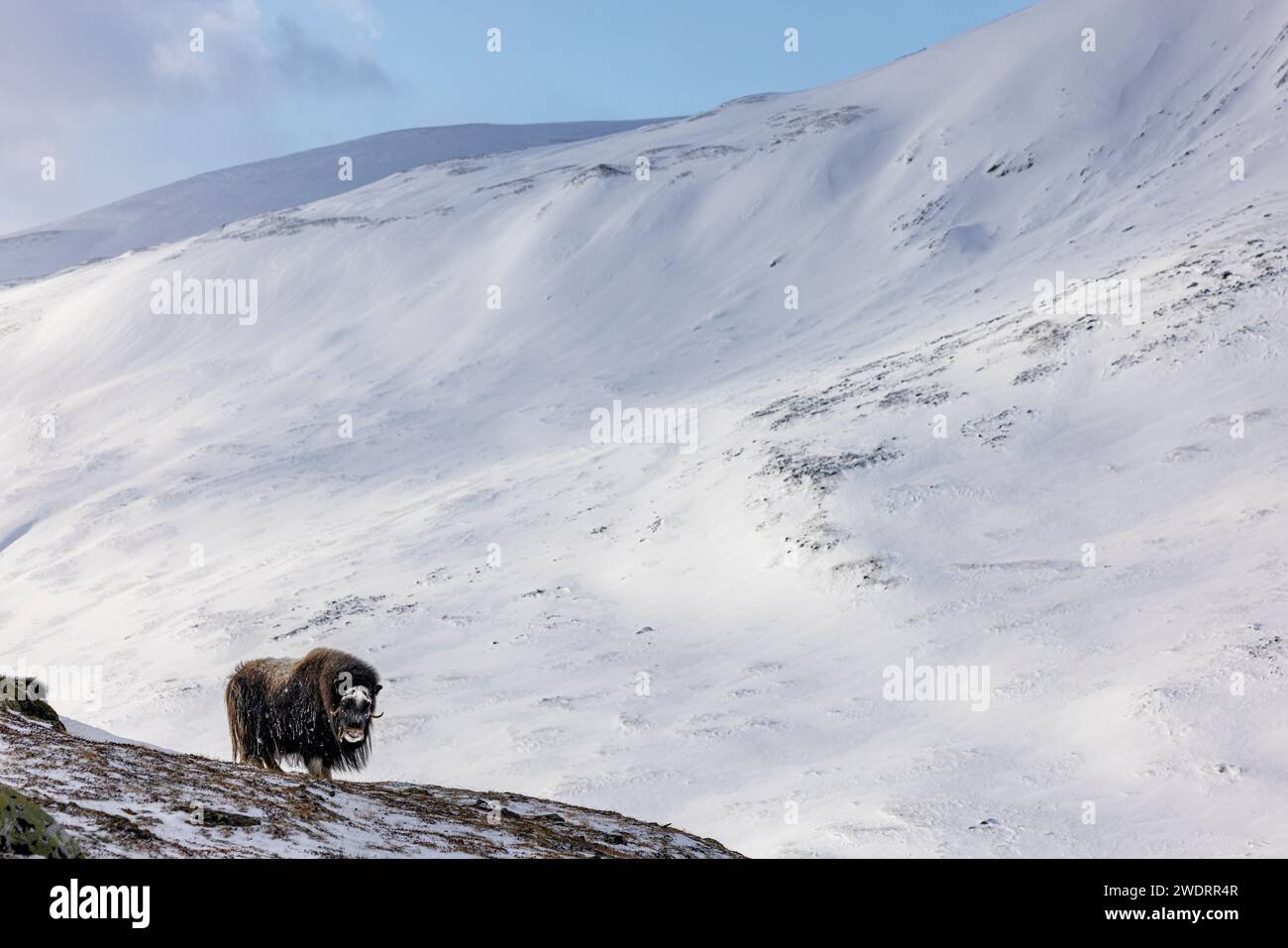 Blue musk hi-res stock photography and images - Alamy