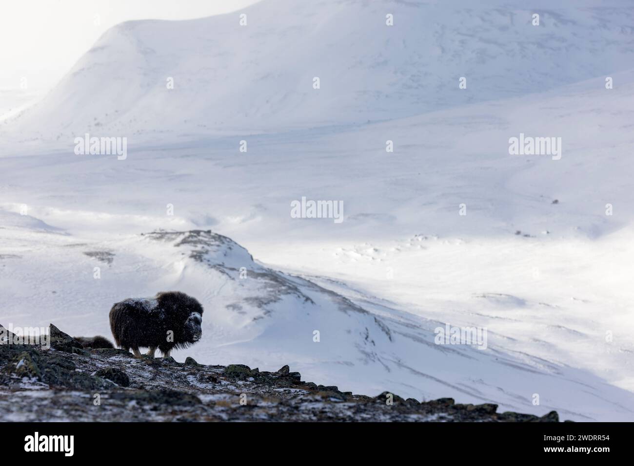 Musk ox stands hi-res stock photography and images - Alamy
