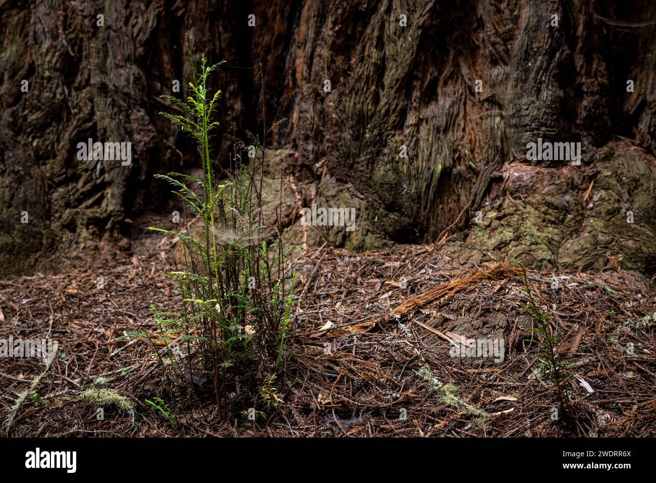 A Sequoia sprout grows at the foot of a sequoia Stock Photo - Alamy