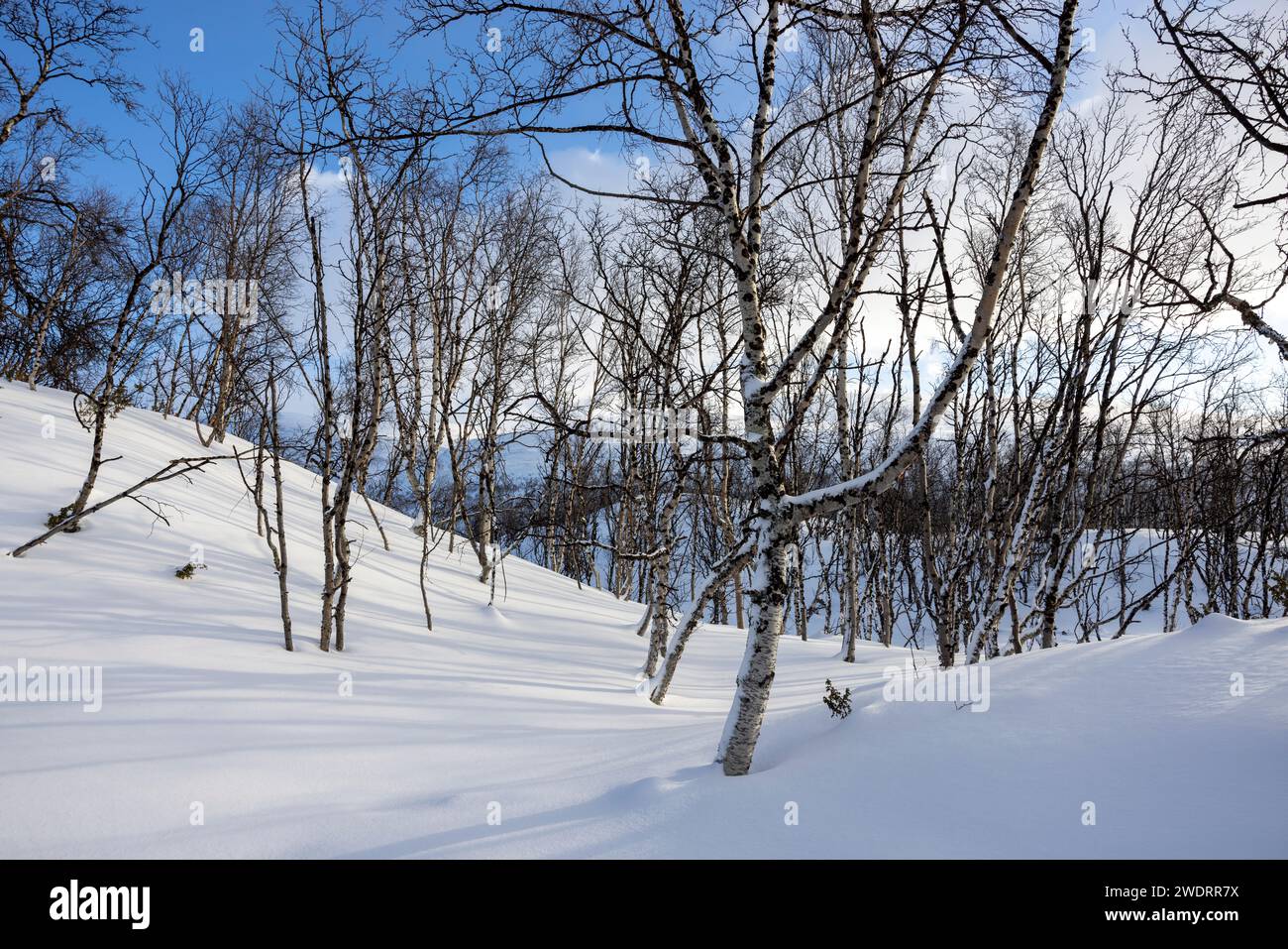 birch forest in a Norwegian park in winter Stock Photo - Alamy