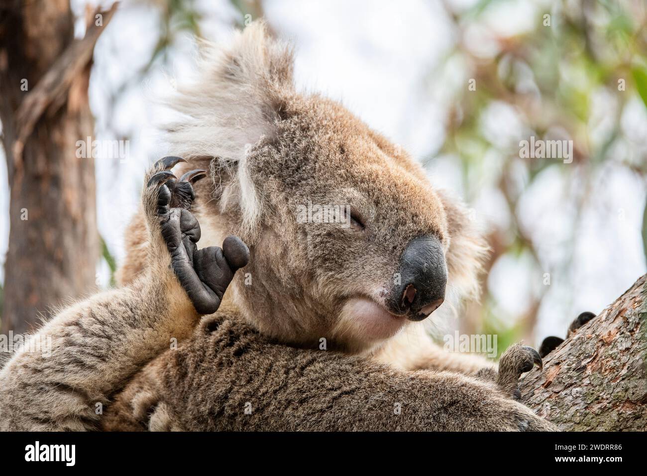 The koala (Phascolarctos cinereus), sometimes called the koala bear, is ...