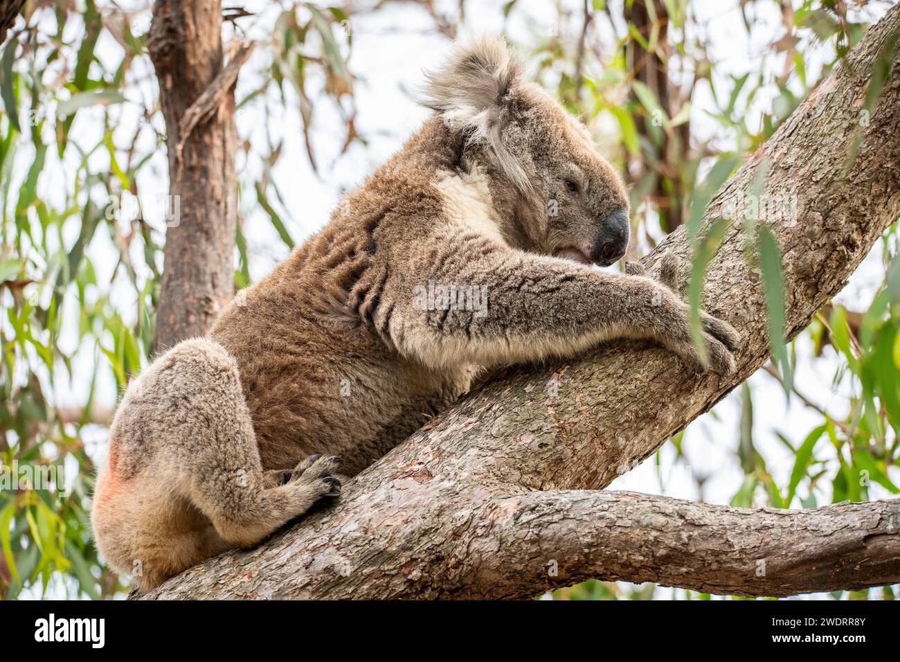 The koala (Phascolarctos cinereus), sometimes called the koala bear, is ...
